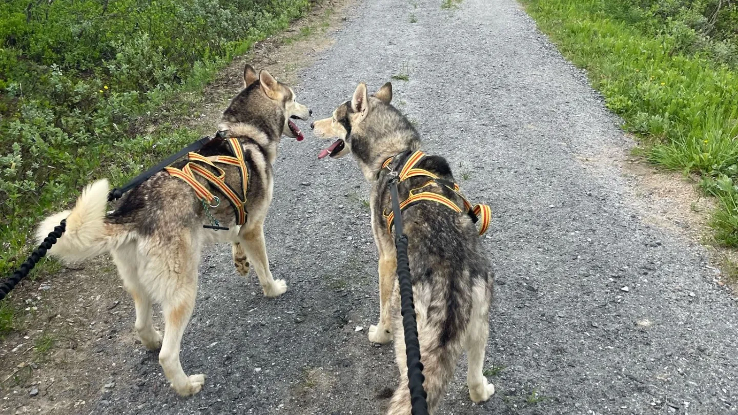 Senja Husky Adventure | Visit Senja